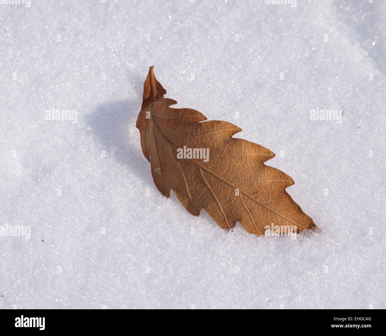 Sheet of snow hi-res stock photography and images - Alamy