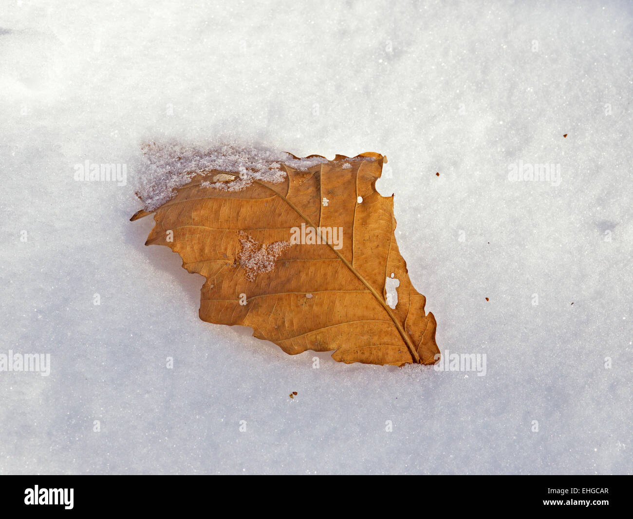Sheet of snow hi-res stock photography and images - Alamy