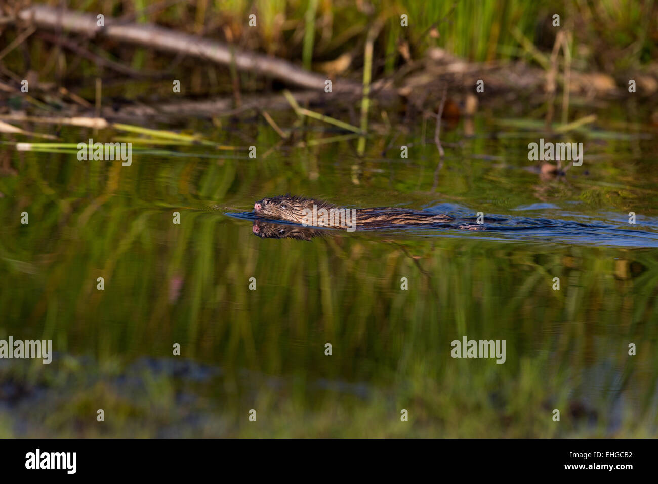 White patch on nose hi-res stock photography and images - Alamy