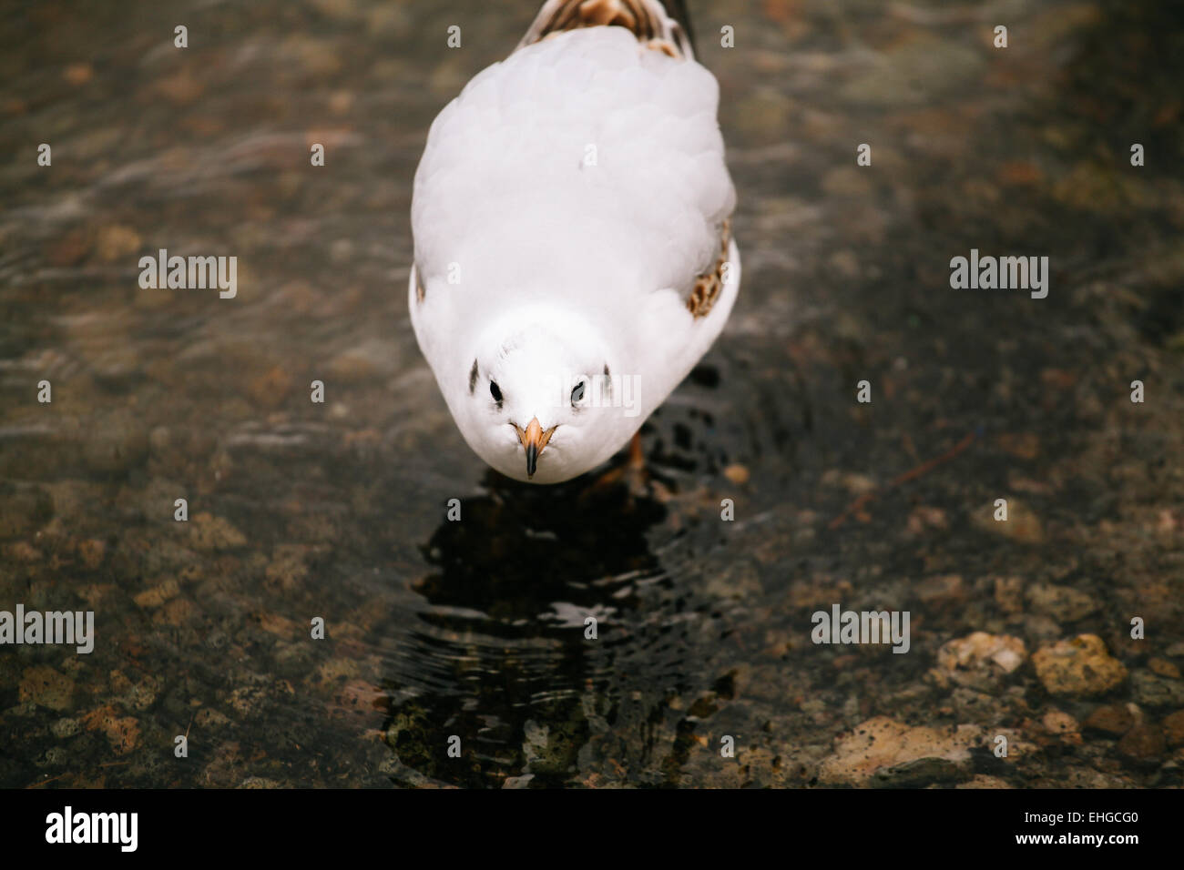 Diving seagull uk hi-res stock photography and images - Alamy