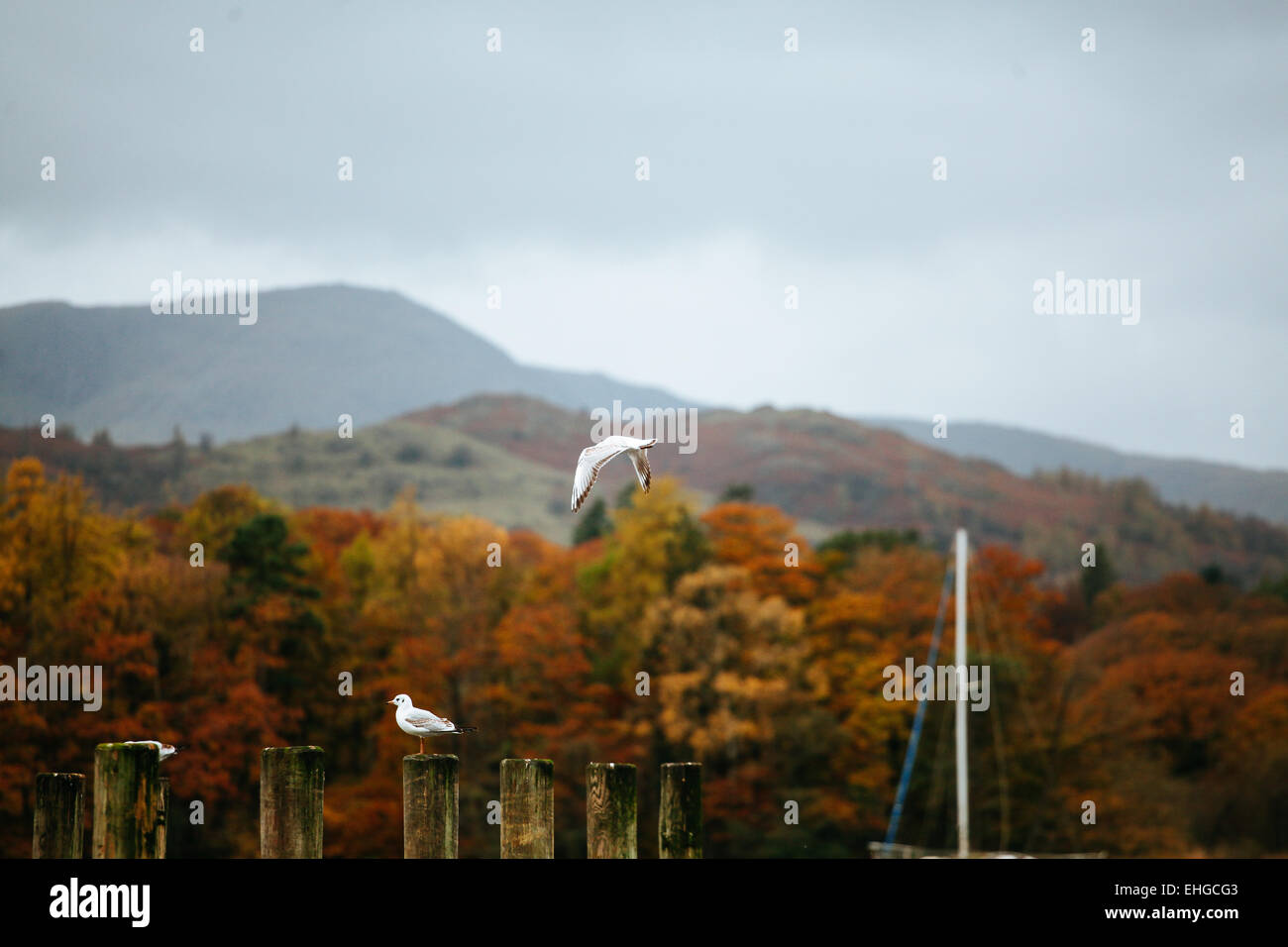 British seagull hi-res stock photography and images - Alamy