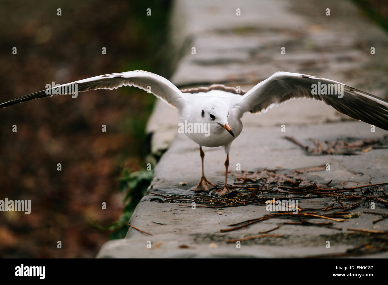 British seagull hi-res stock photography and images - Alamy