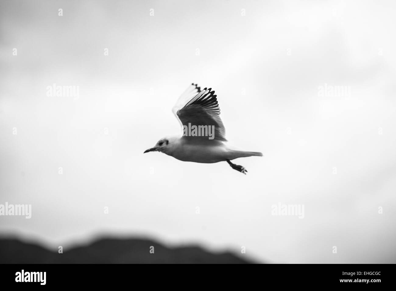 British black bird Black and White Stock Photos & Images - Alamy