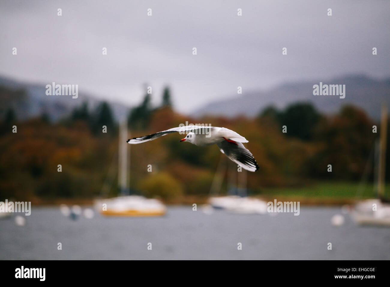 British seagull hi-res stock photography and images - Alamy