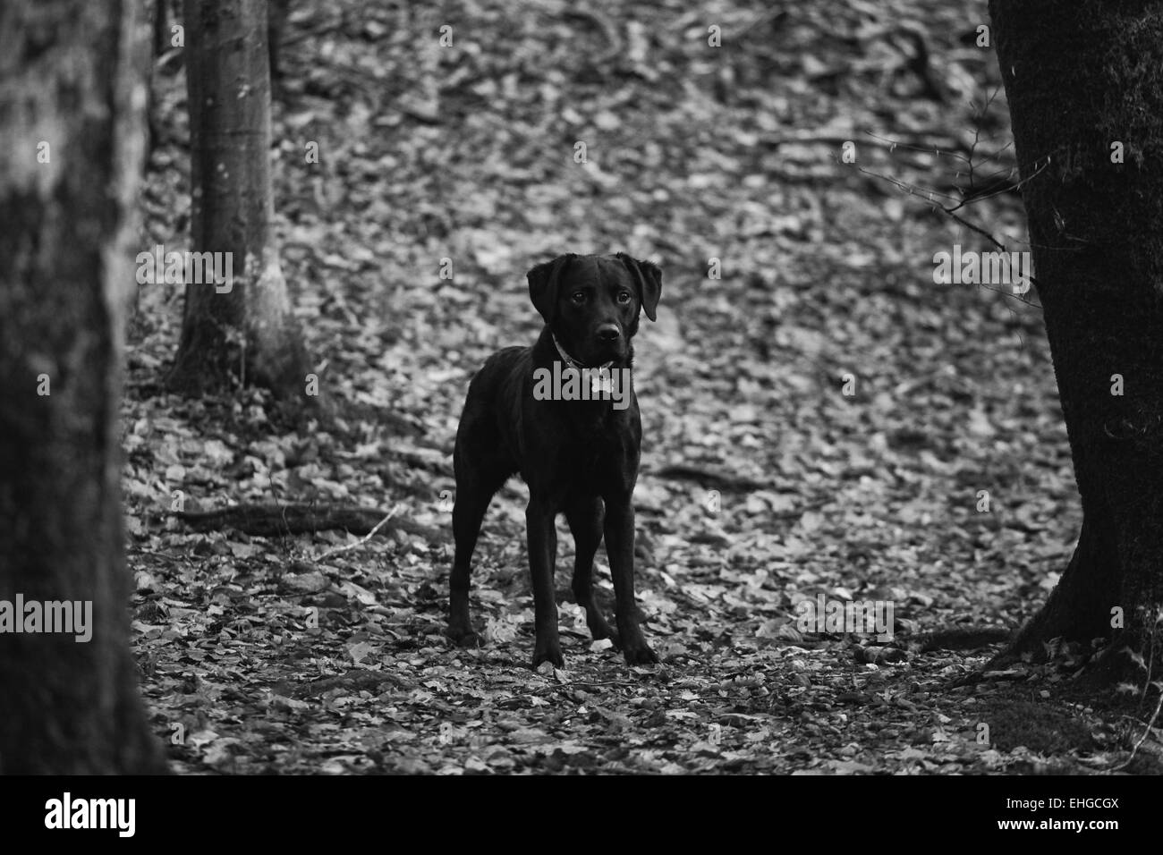 Black Labrador outside Stock Photo - Alamy