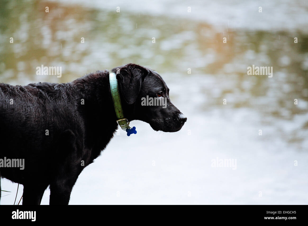 Black Labrador outside Stock Photo - Alamy