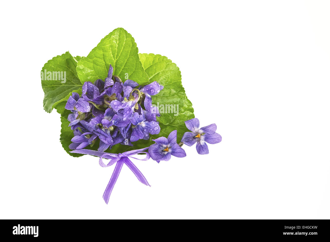 Bunch Of Violets High Resolution Stock Photography and Images - Alamy