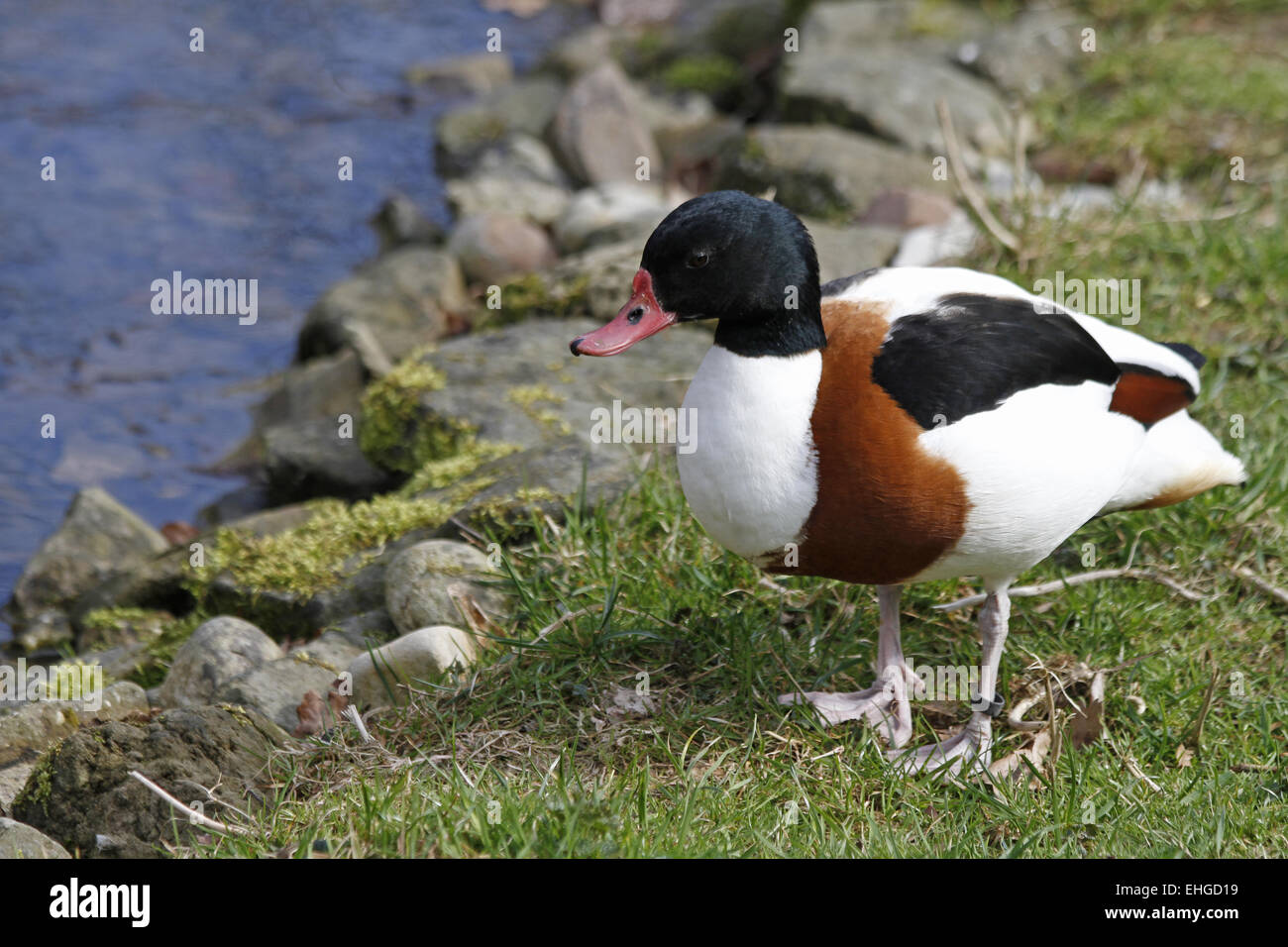 Common shelduck hi-res stock photography and images - Alamy