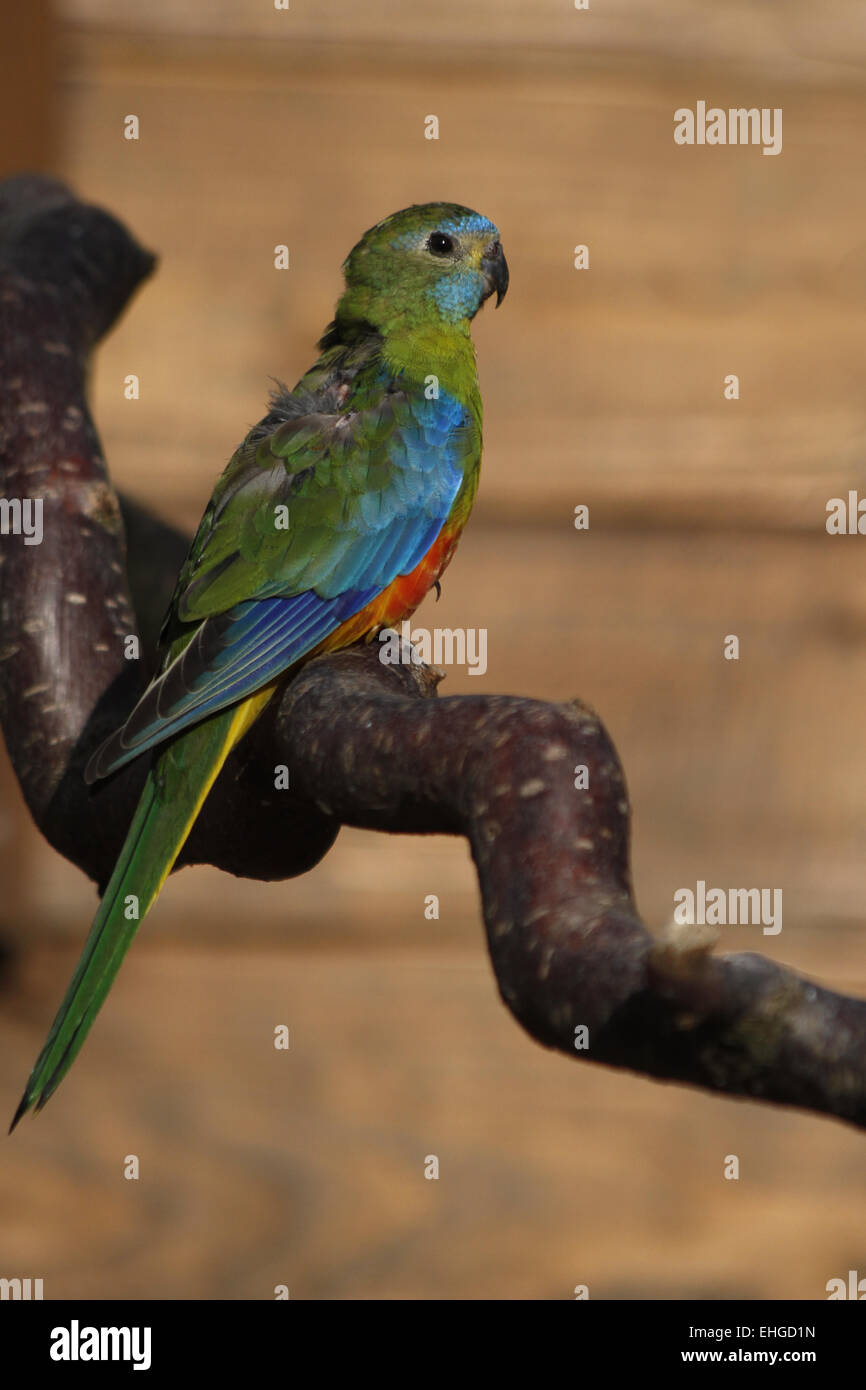 Turquoise parrot hi-res stock photography and images - Alamy
