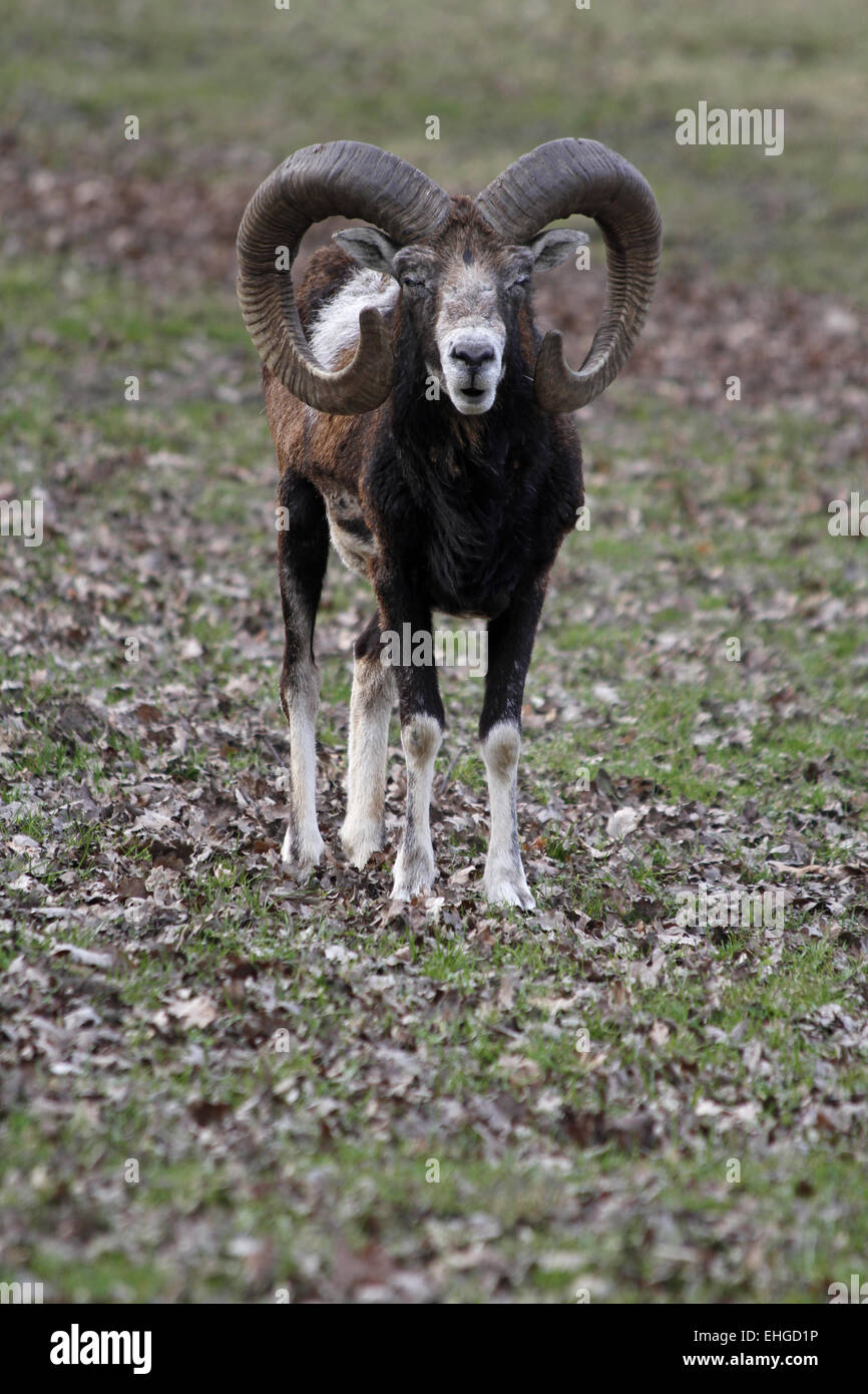 Moufflon hi-res stock photography and images - Alamy