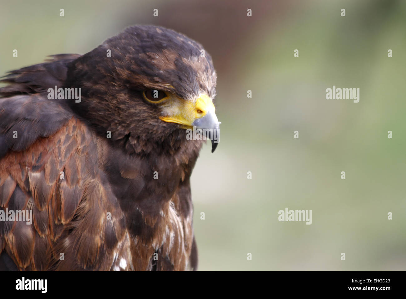 Harris bussard hi-res stock photography and images - Alamy