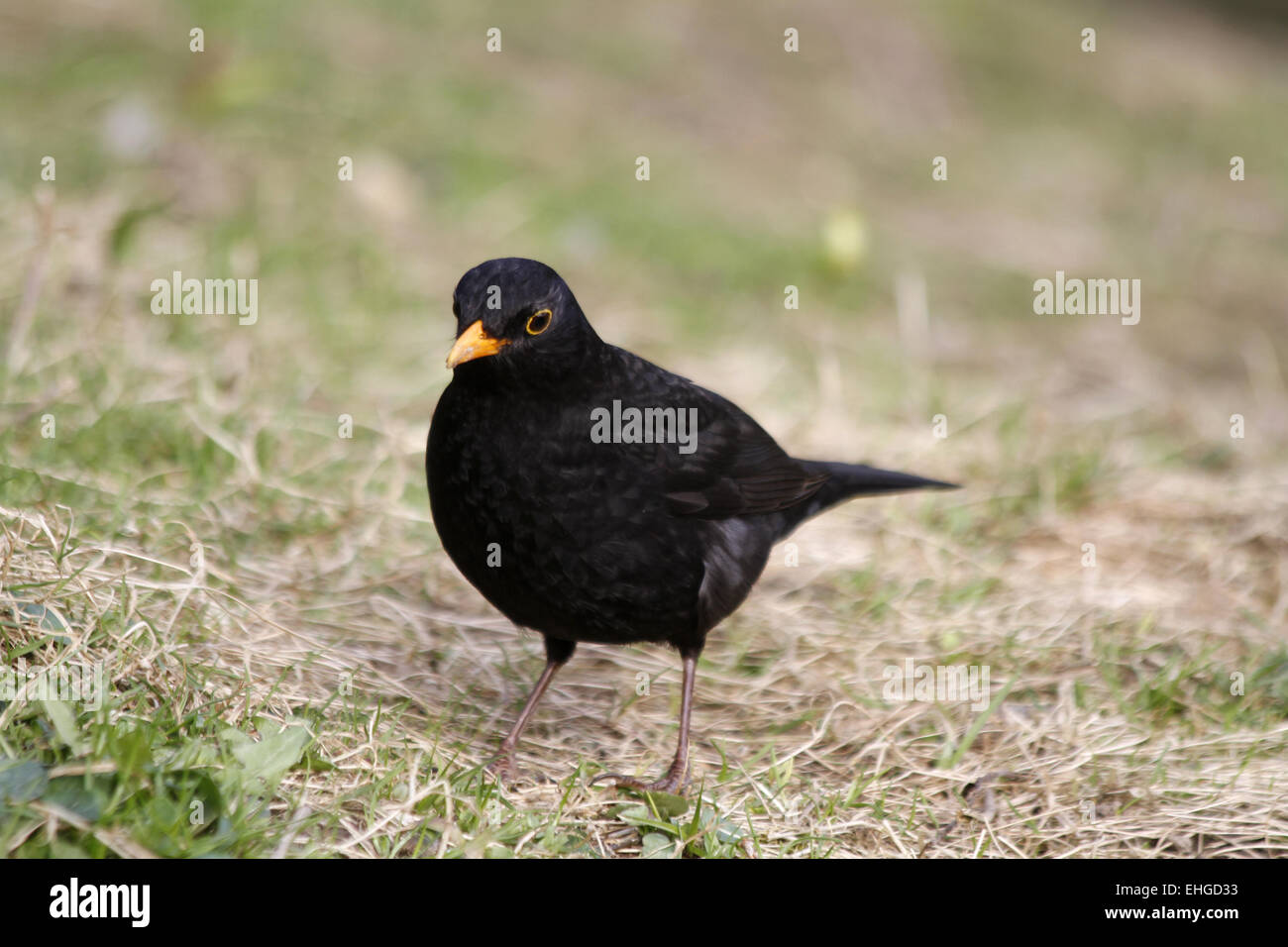 The merl hi-res stock photography and images - Alamy