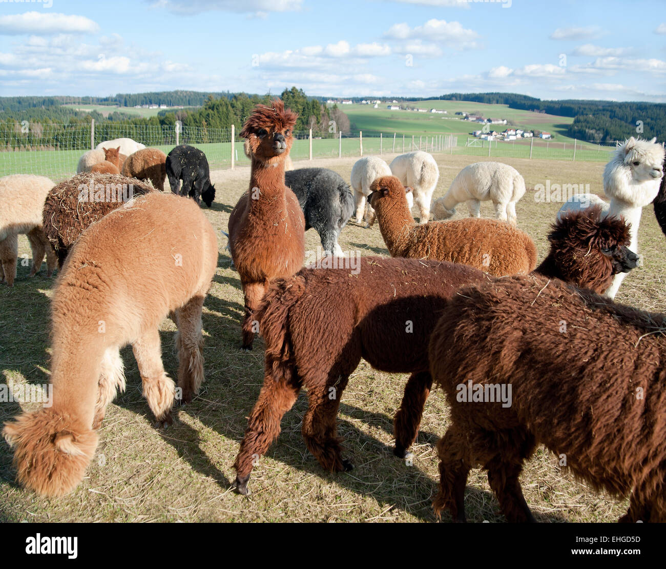 Peru llama herd hi-res stock photography and images - Alamy