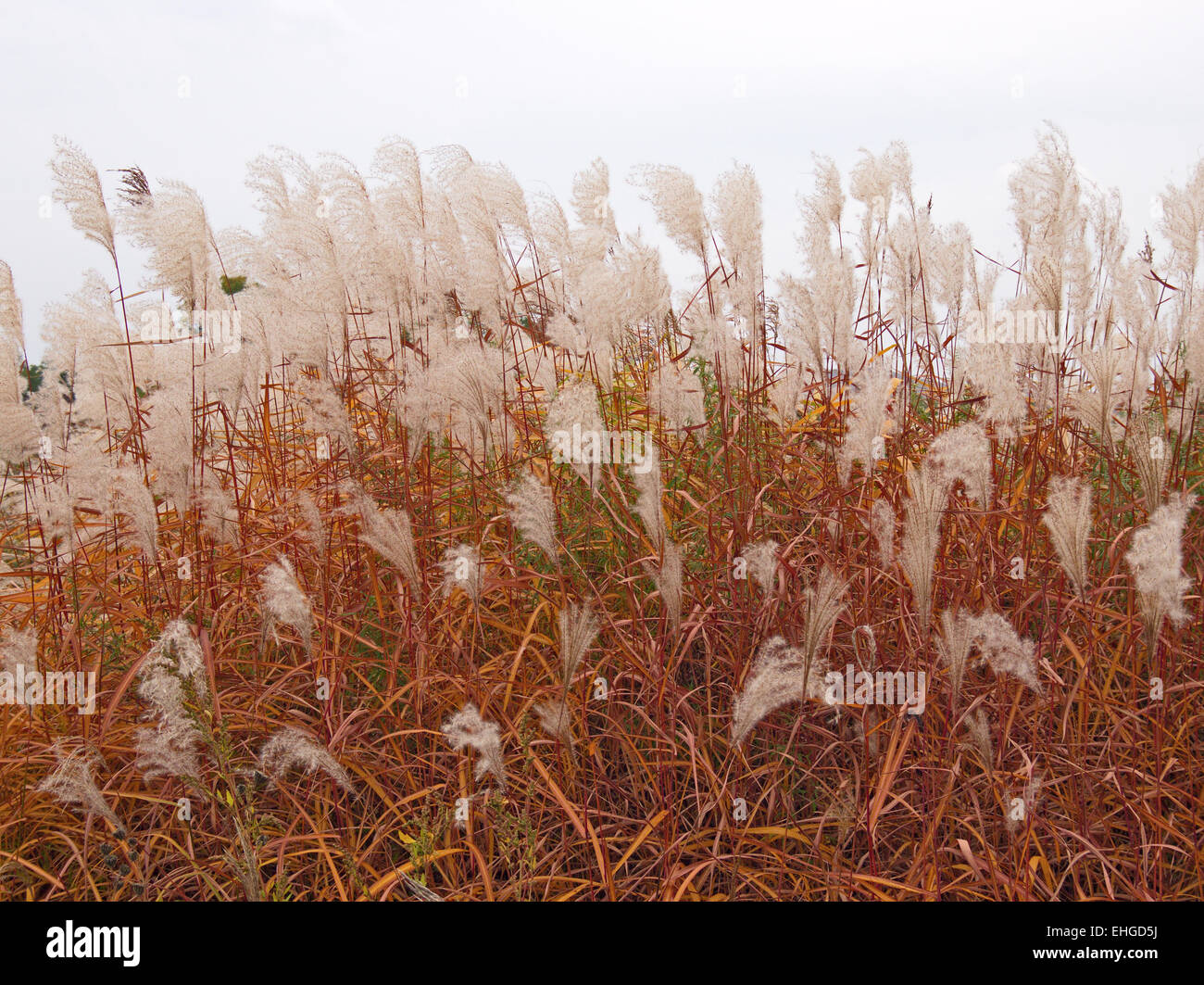 Reed stalk hi-res stock photography and images - Alamy