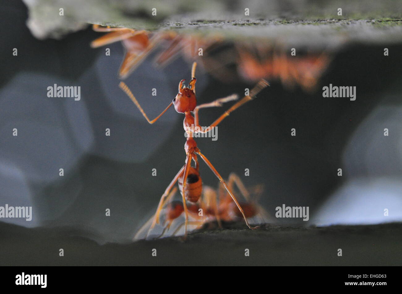 Red ant closeup macro photography Stock Photo - Alamy