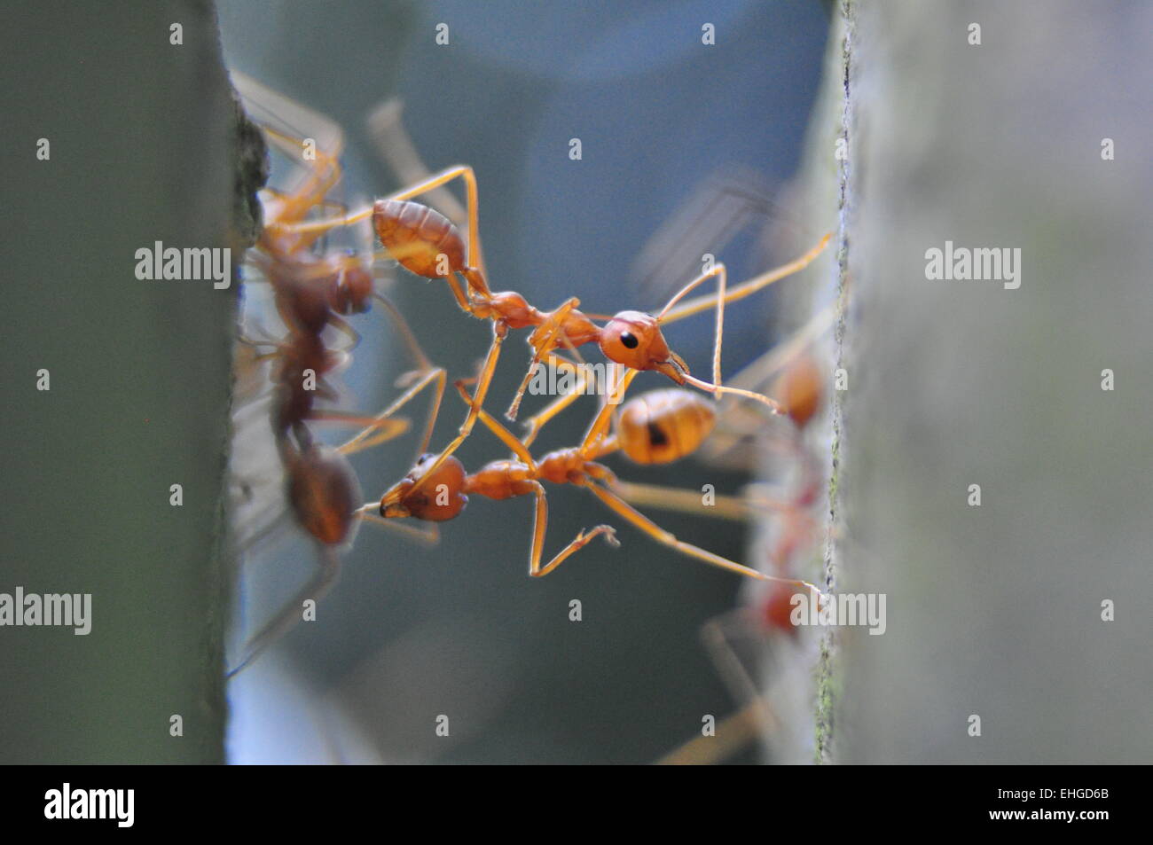 Red Imported Fire Ant High Resolution Stock Photography and Images - Alamy
