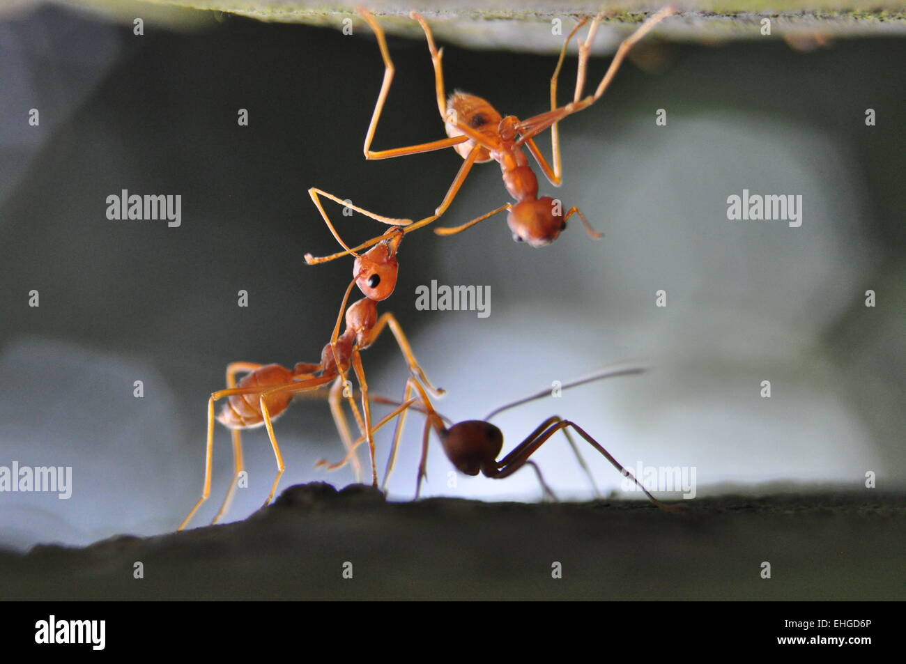 Garden weaver ant hi-res stock photography and images - Alamy