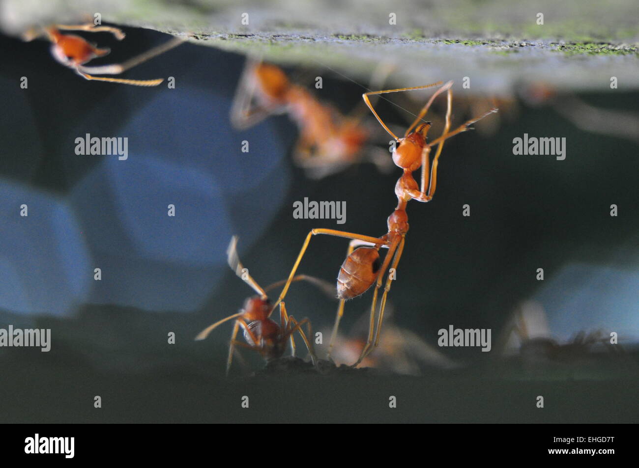Red Imported Fire Ant High Resolution Stock Photography and Images - Alamy