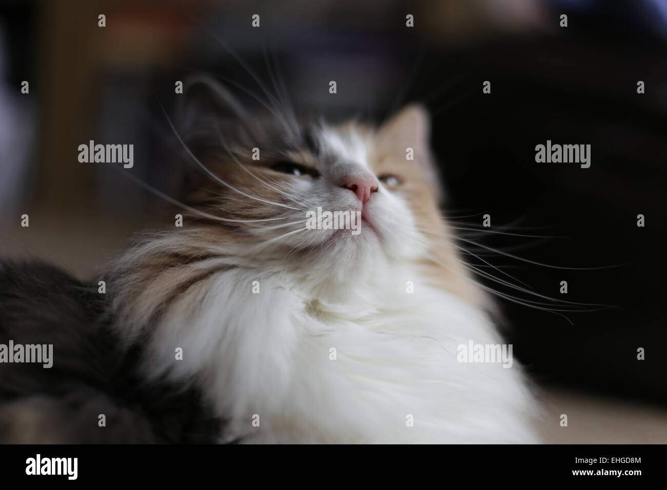 Cat expressions hi-res stock photography and images - Alamy