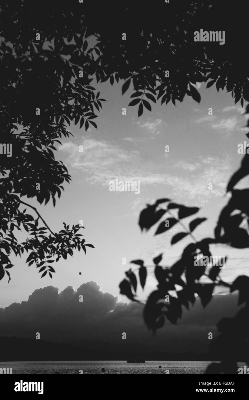 Framing leaves Black and White Stock Photos & Images - Alamy