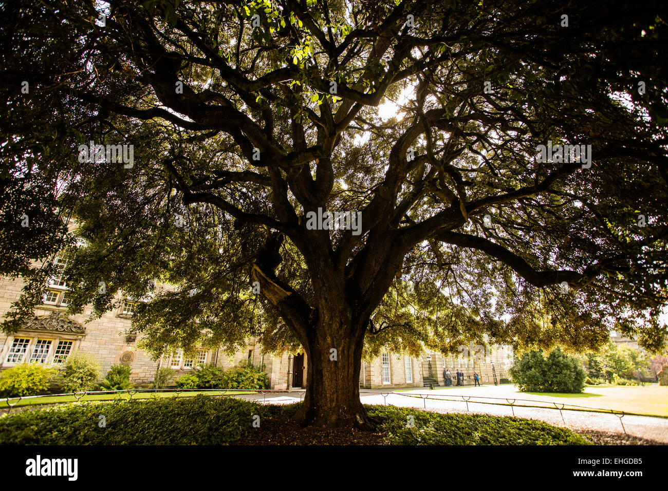 Holm oak trees uk hi-res stock photography and images - Alamy