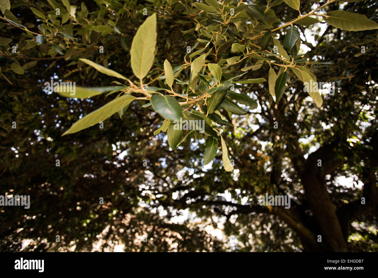 Holm Oak tree in St Andrews, Scotland Stock Photo - Alamy