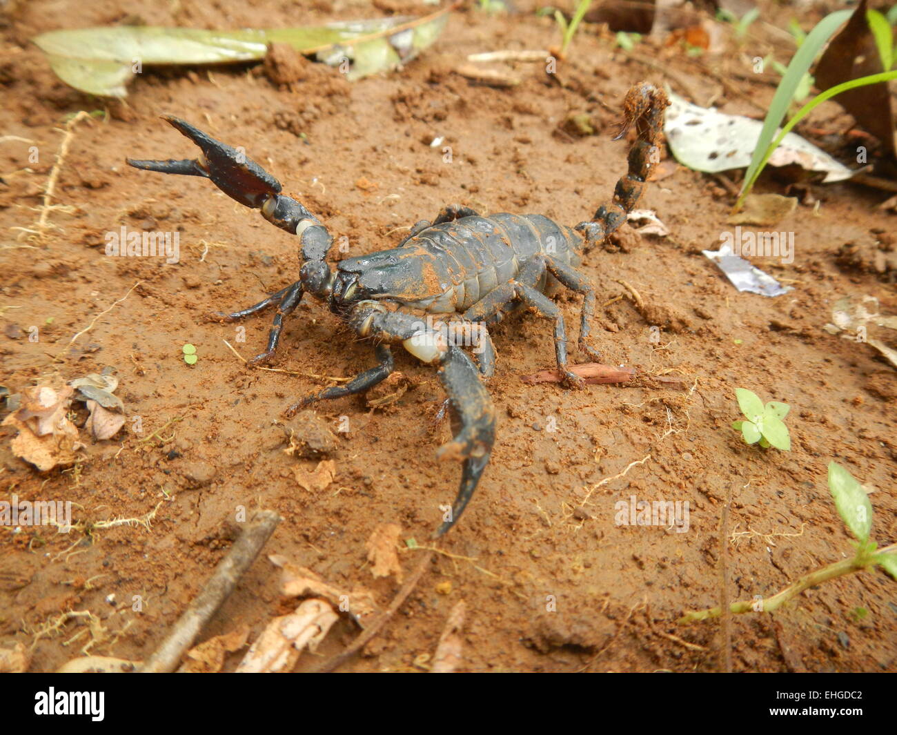 Scorpion Grass Stock Photos & Scorpion Grass Stock Images - Alamy