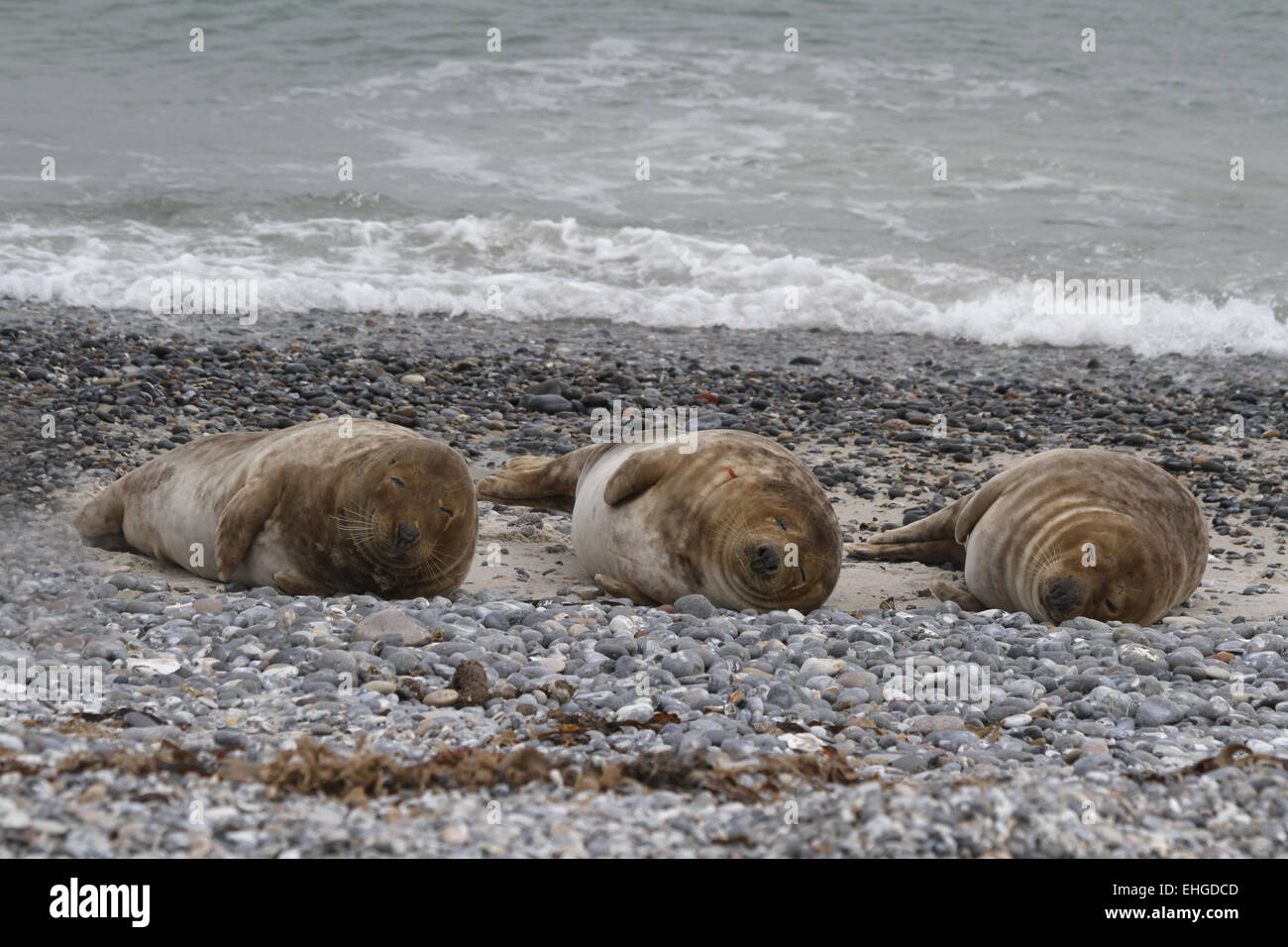 Three seals hi-res stock photography and images - Alamy