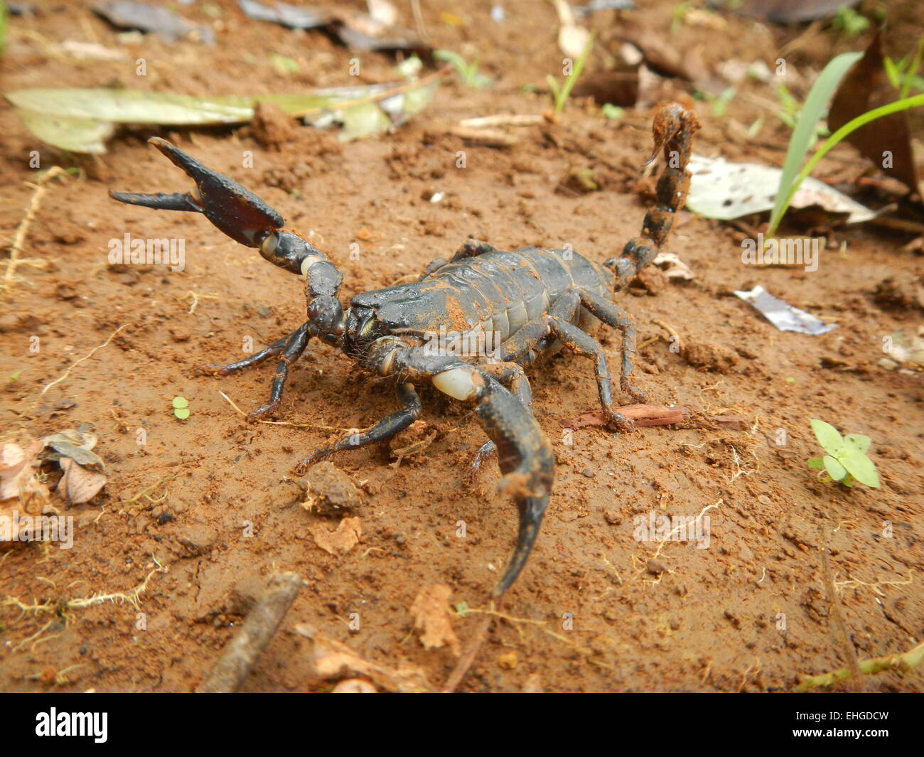 Close up emperor scorpion hi-res stock photography and images - Alamy