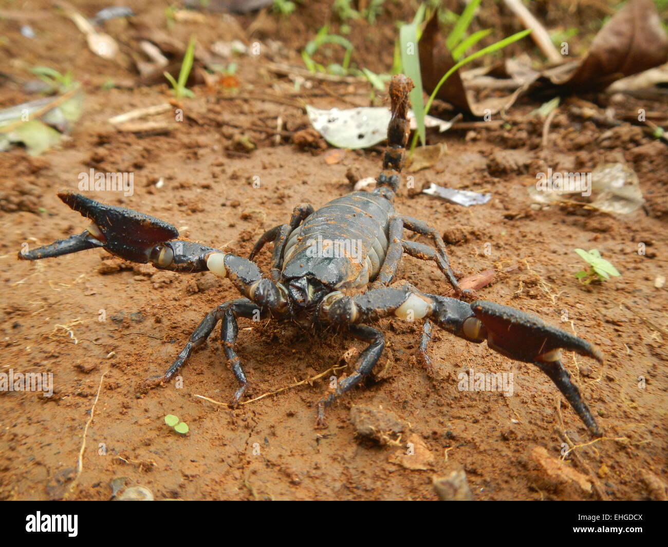 Close up emperor scorpion hi-res stock photography and images - Alamy