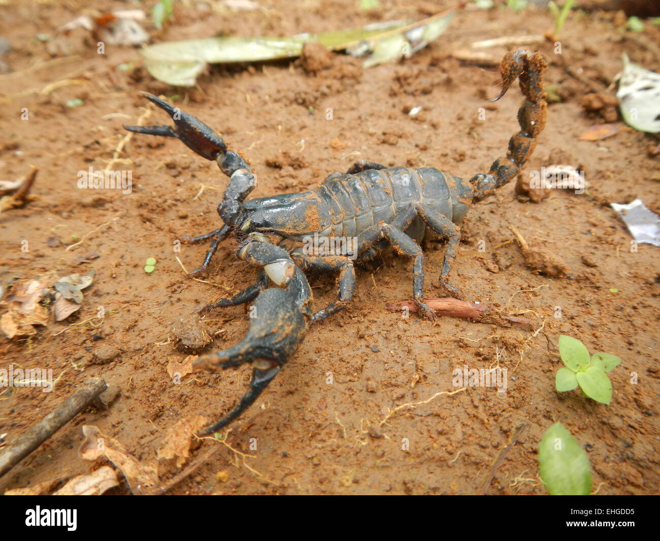 Devil scorpion hi-res stock photography and images - Alamy