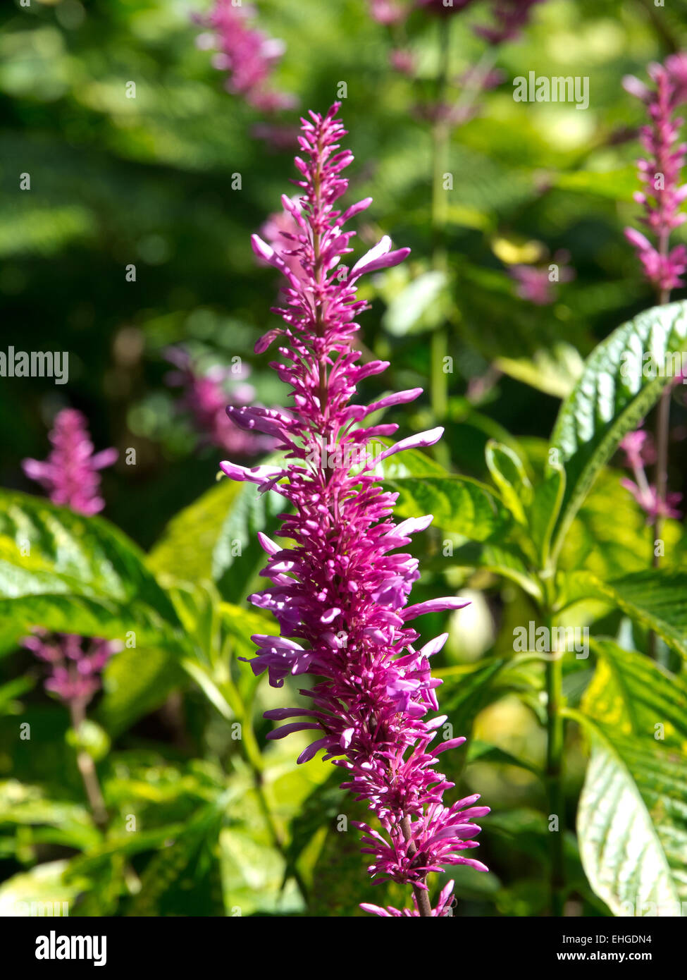 Flower of madeira hi-res stock photography and images - Alamy