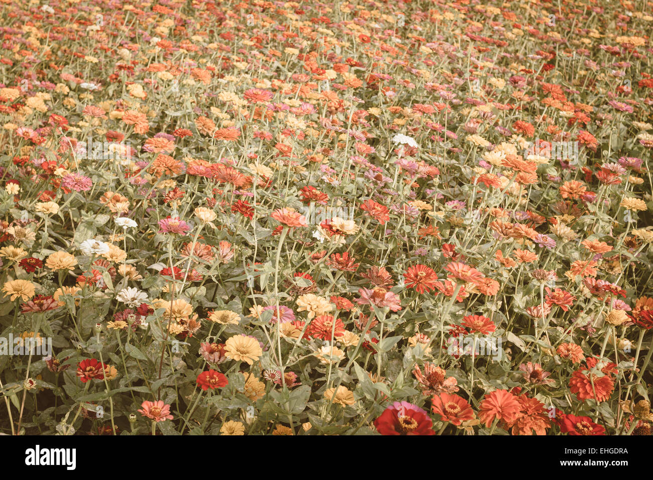 flower meadow vintage Stock Photo - Alamy