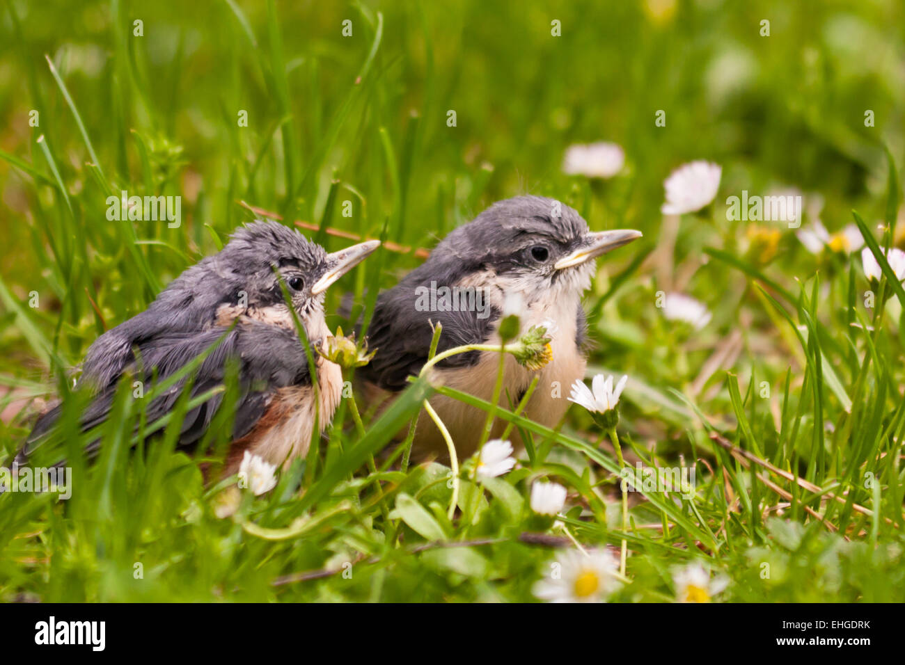 Young nuthatch hi-res stock photography and images - Alamy