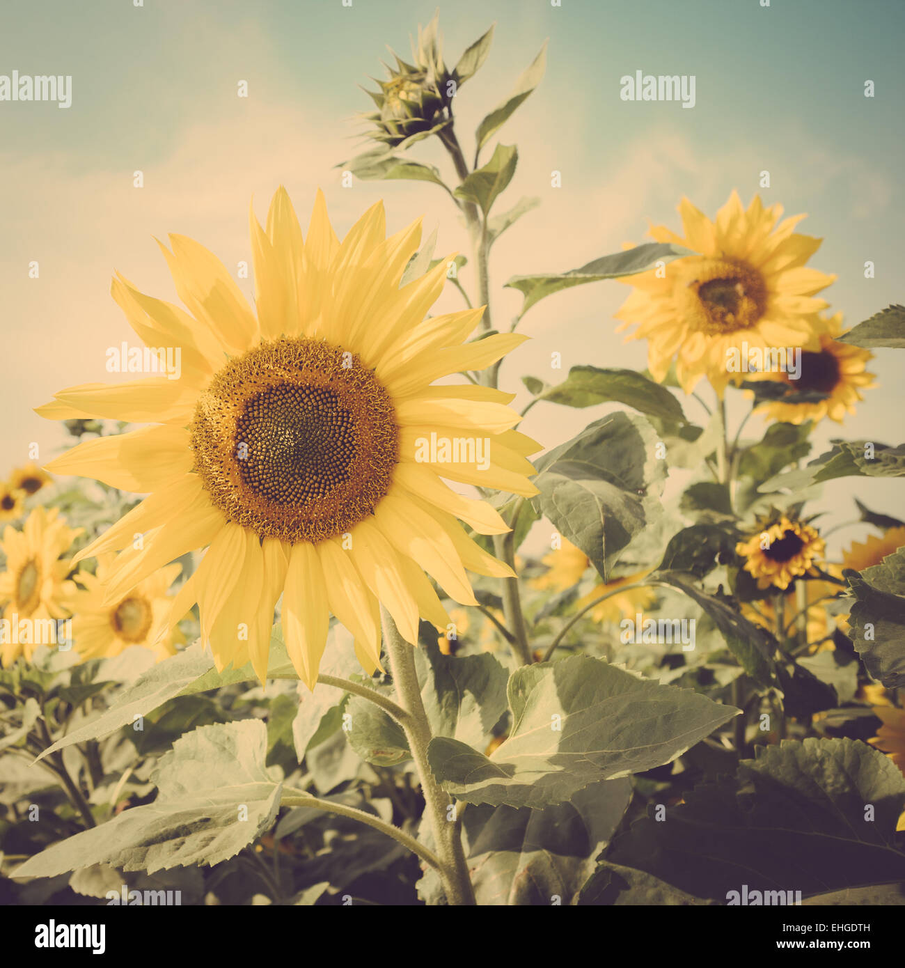 Tumblr Sunflowers Quotes