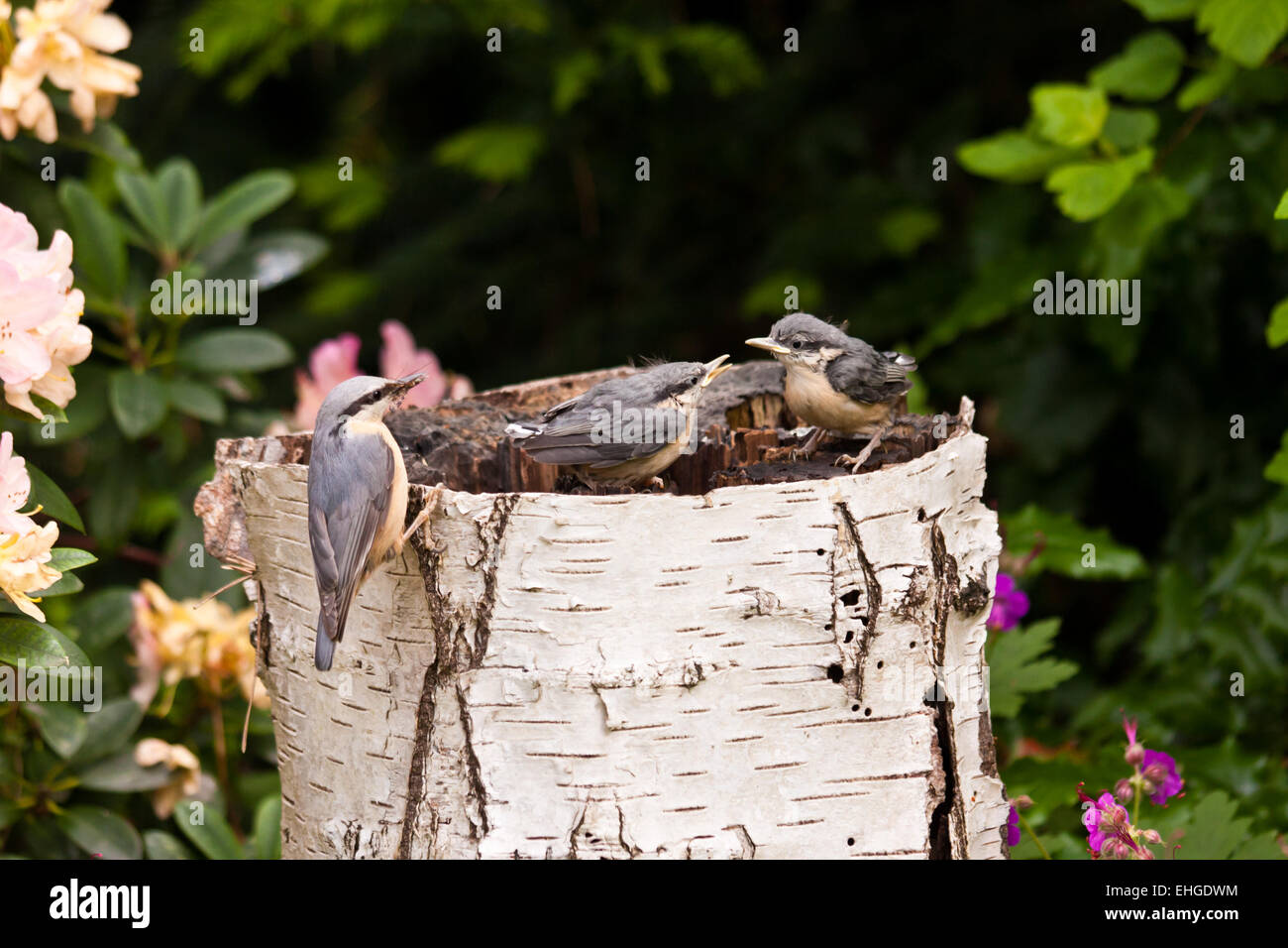 Young Nuthatches with mother Stock Photo - Alamy