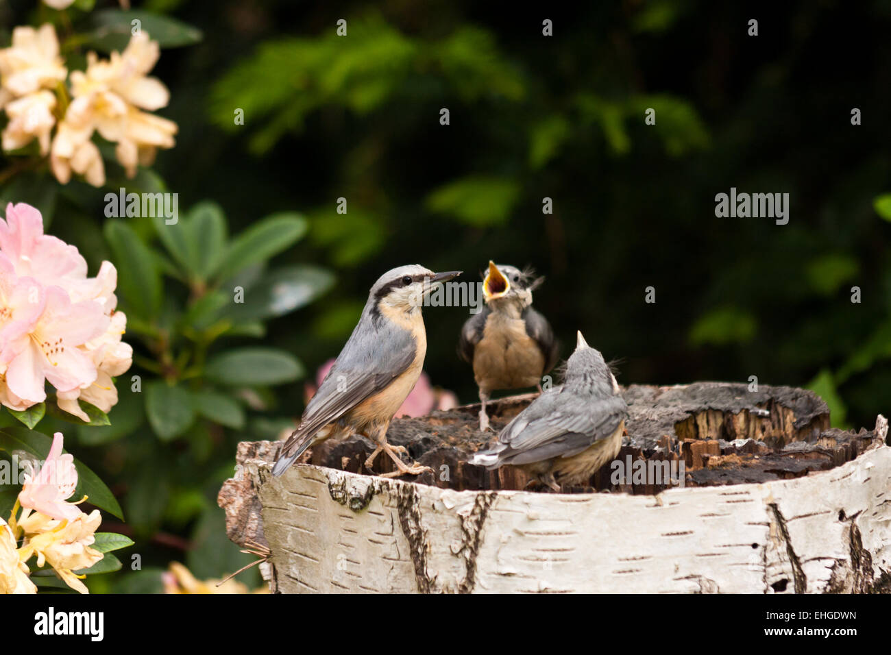 Nuthatches hi-res stock photography and images - Alamy