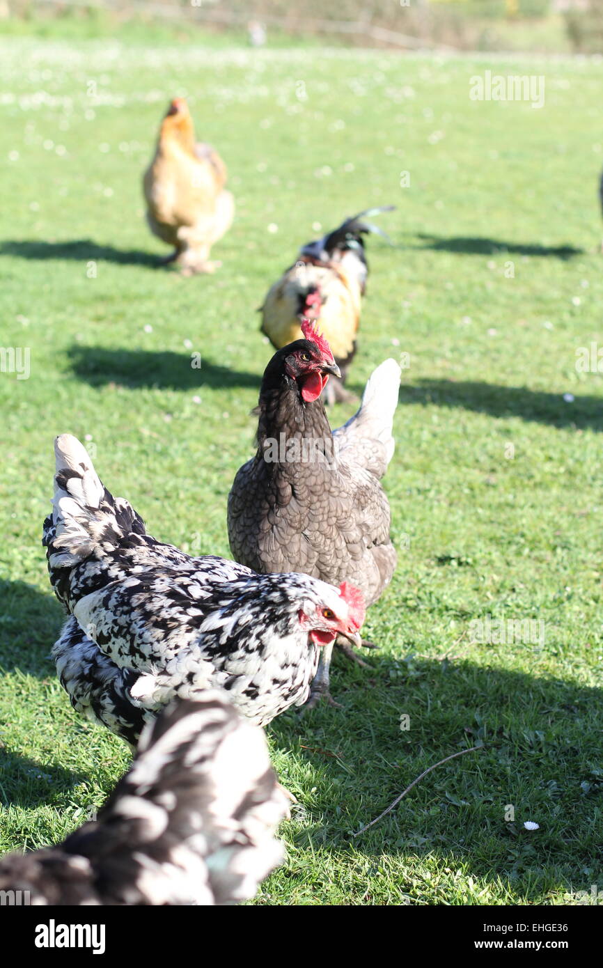 Village hens hi-res stock photography and images - Alamy