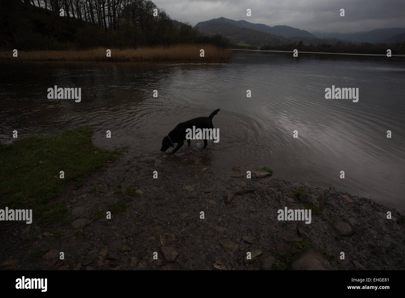 Black Labrador outside Stock Photo - Alamy