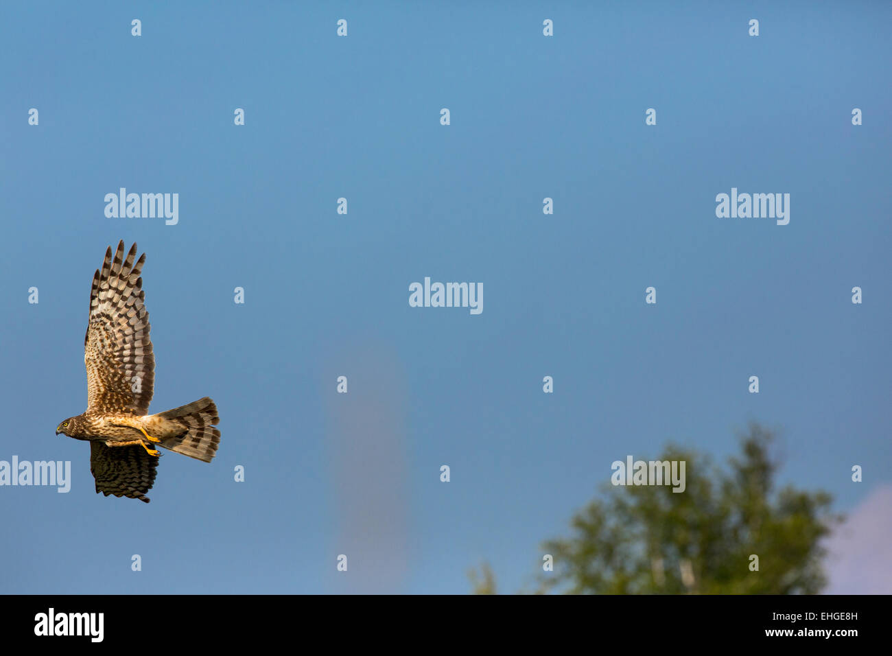 Harrier soaring and flying hi-res stock photography and images - Alamy