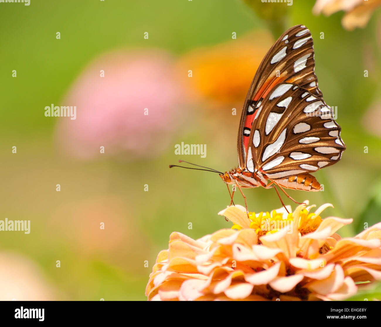 Orange fritillary butterfly hi-res stock photography and images - Alamy