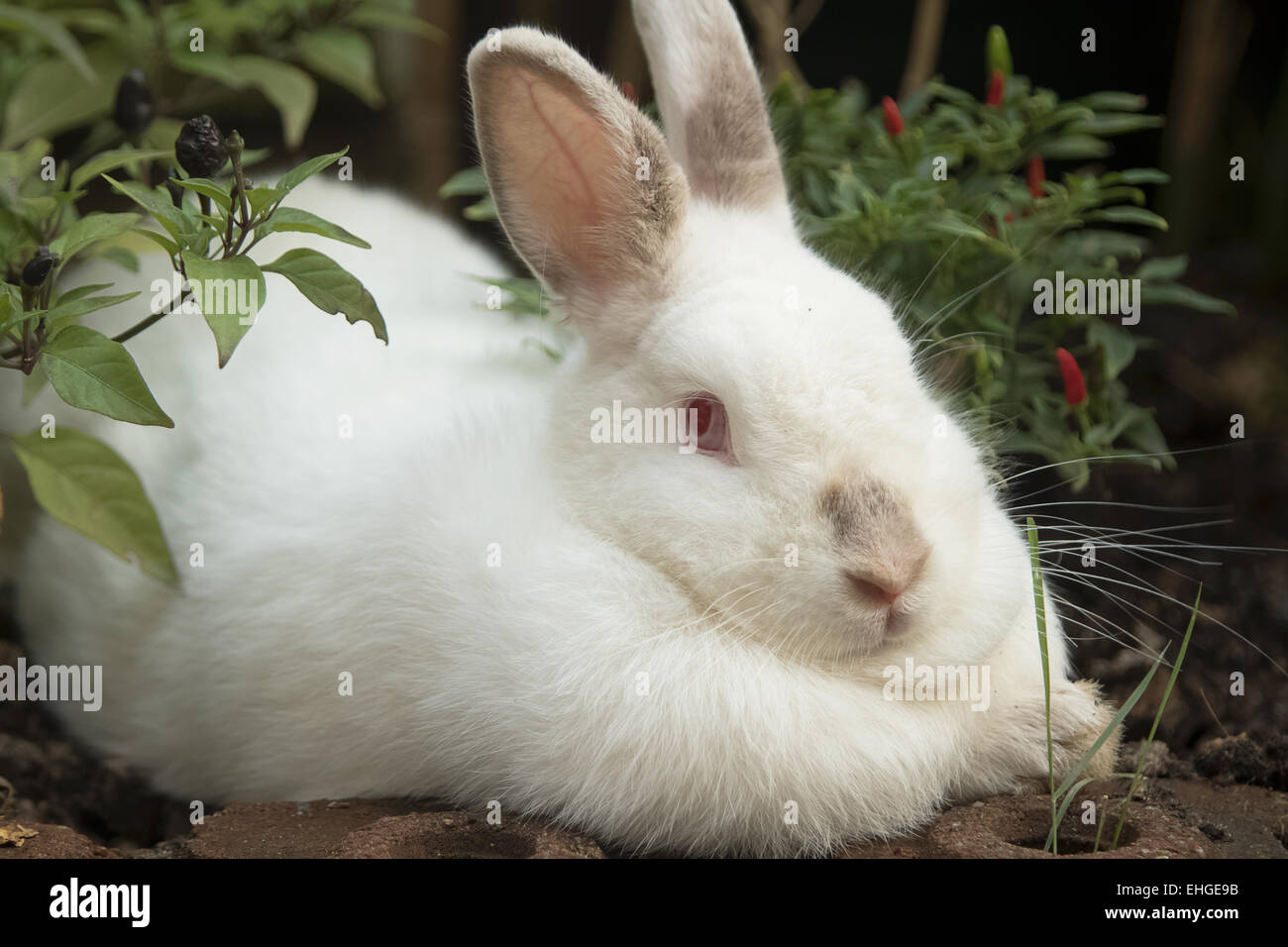 White rabbit in the garden Stock Photo - Alamy