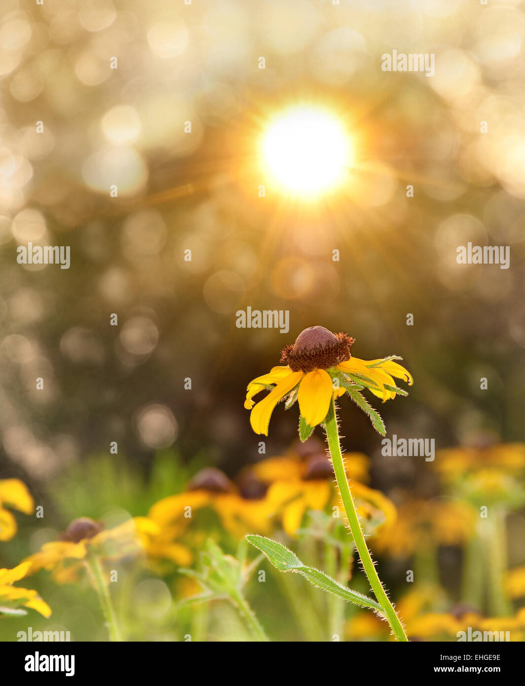 Dreamy image of a Black-eyed Susan flower in evening sun Stock Photo ...