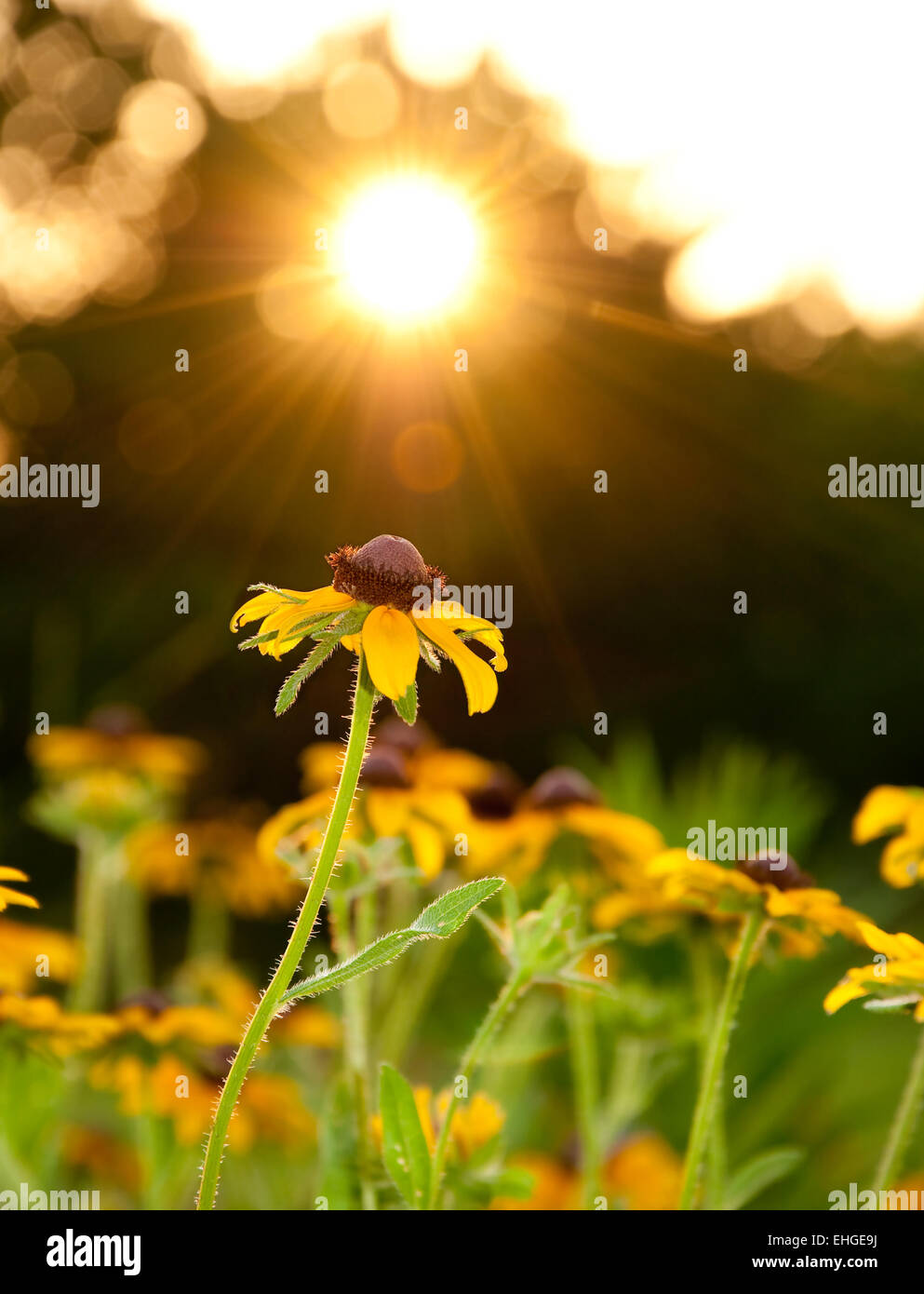 Susan rays hi-res stock photography and images - Alamy