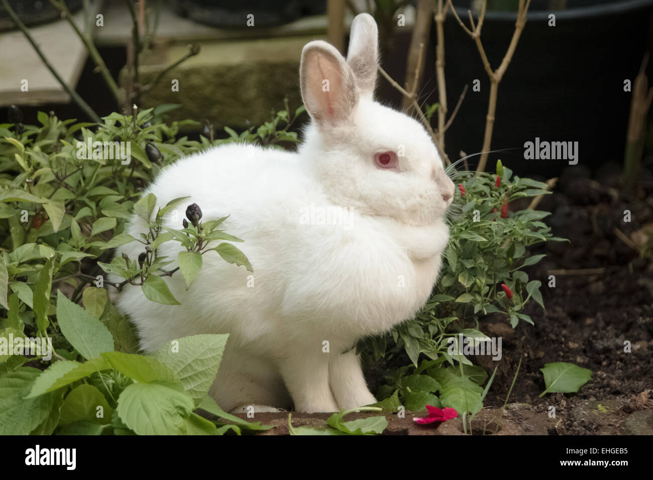 White rabbit in the garden Stock Photo - Alamy