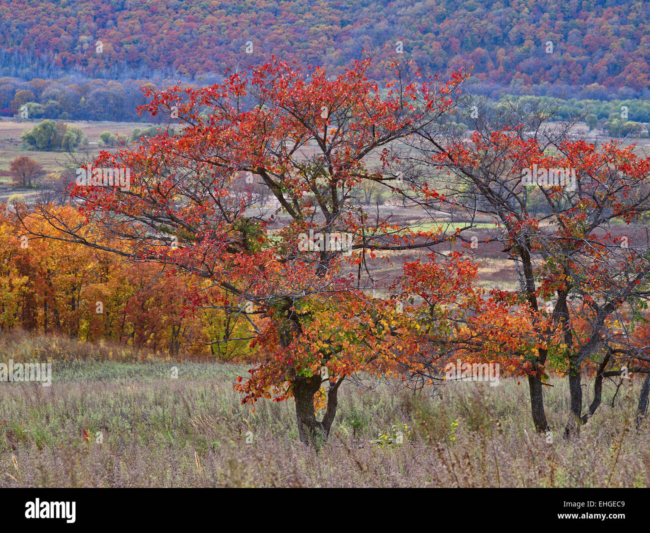Rare trees hi-res stock photography and images - Alamy