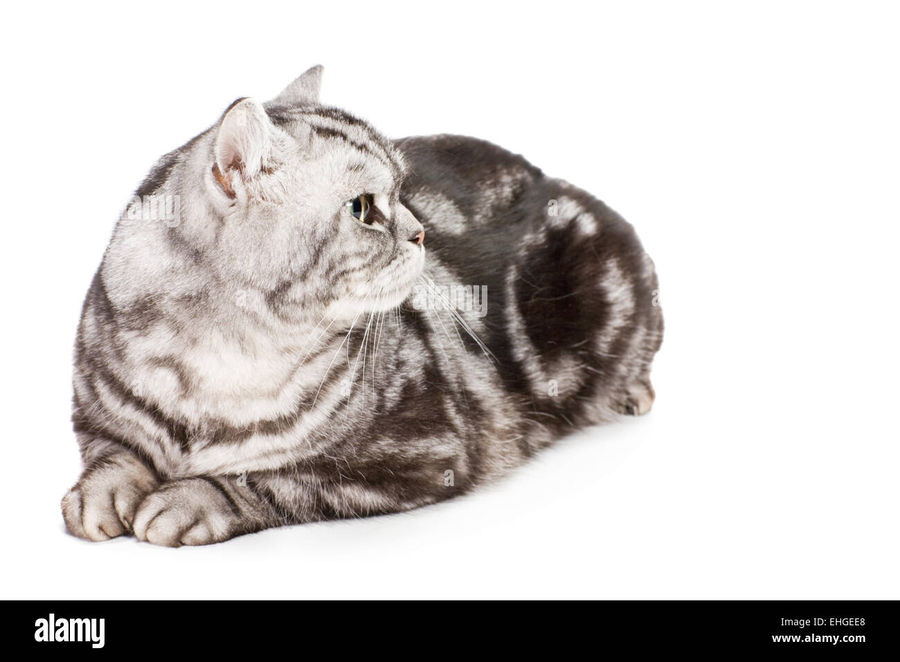 Front face grey cat Cut Out Stock Images & Pictures - Alamy