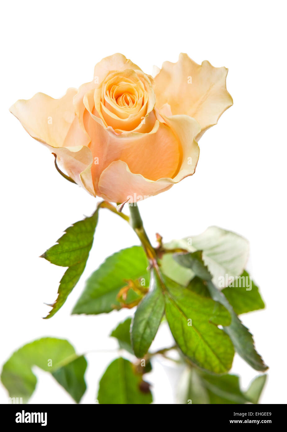 Sprig of tea-rose on the white Stock Photo - Alamy