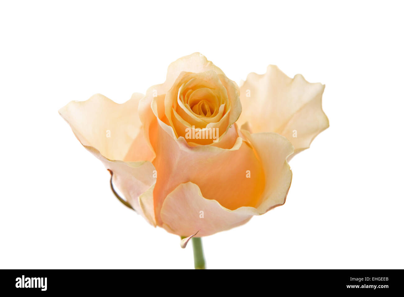Rose sprig hi-res stock photography and images - Alamy