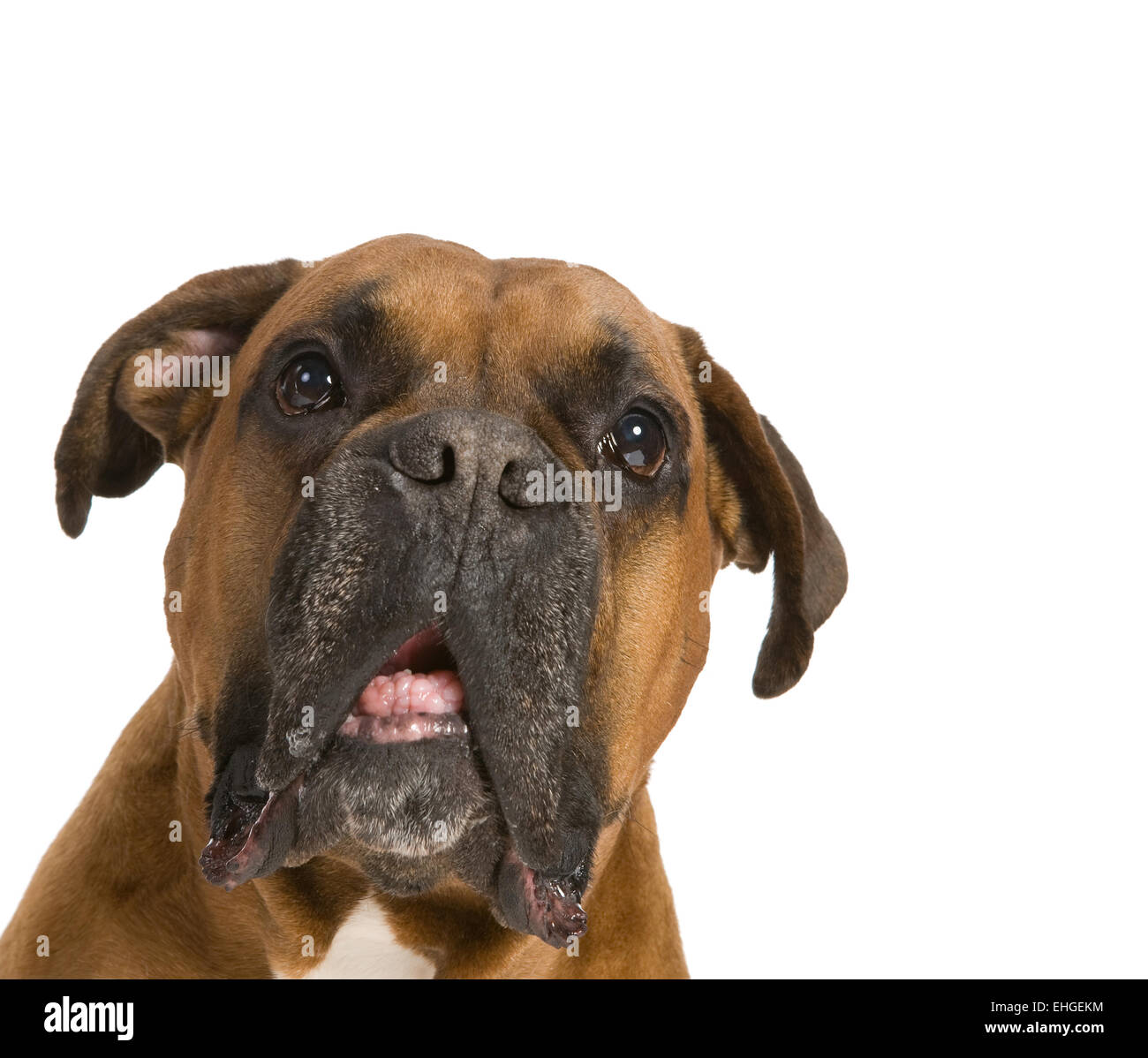Boxer Dog Teeth Stock Photos & Boxer Dog Teeth Stock Images - Alamy